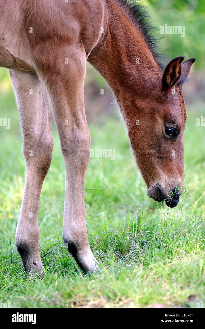 Varel, Germany. 30th May, 2014. A foal is pictured during sunshine on a ...