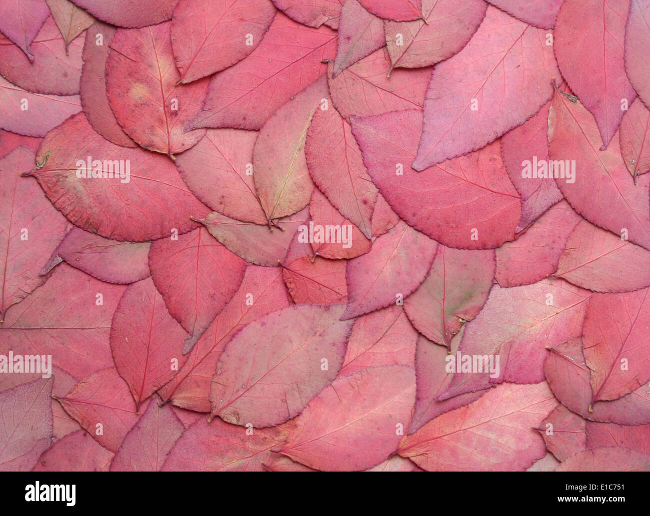 Beautiful red leaves background, natural foliage texture, perfect for ...