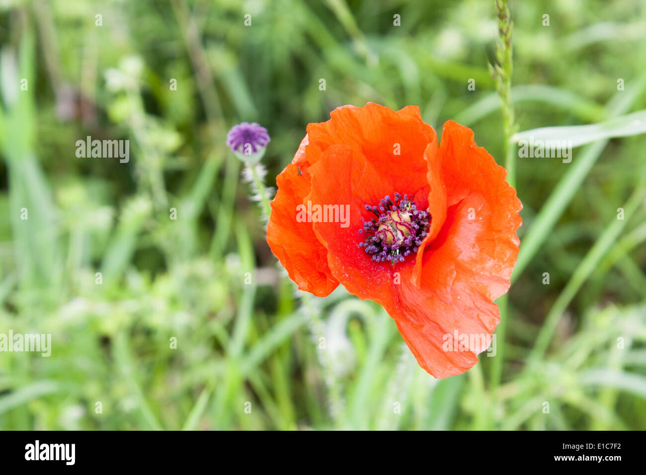 World war one poppies field hi-res stock photography and images - Alamy