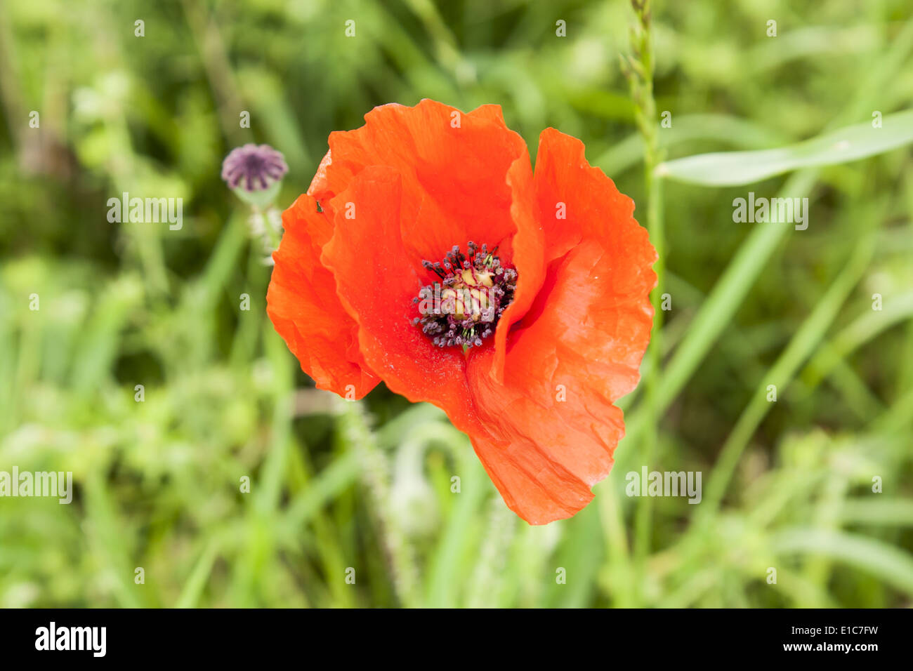 Red poppies anzac remembrance day world war Stock Photo - Alamy