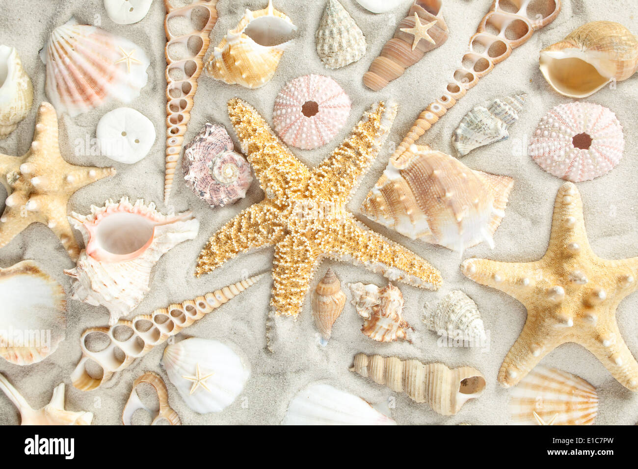 Assorted beach shells hi-res stock photography and images - Alamy