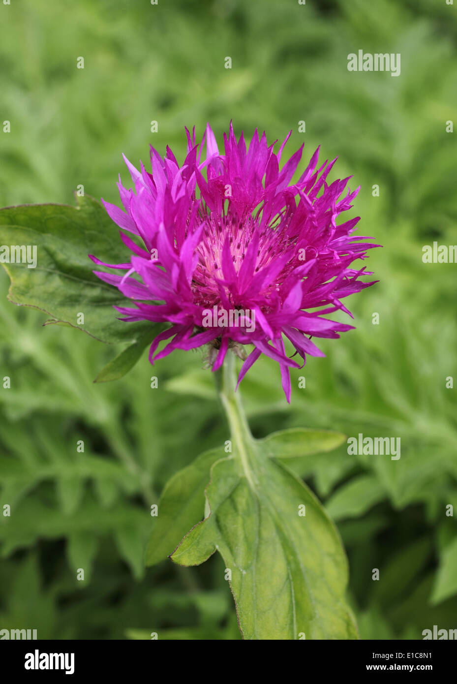 Chelone hi-res stock photography and images - Alamy