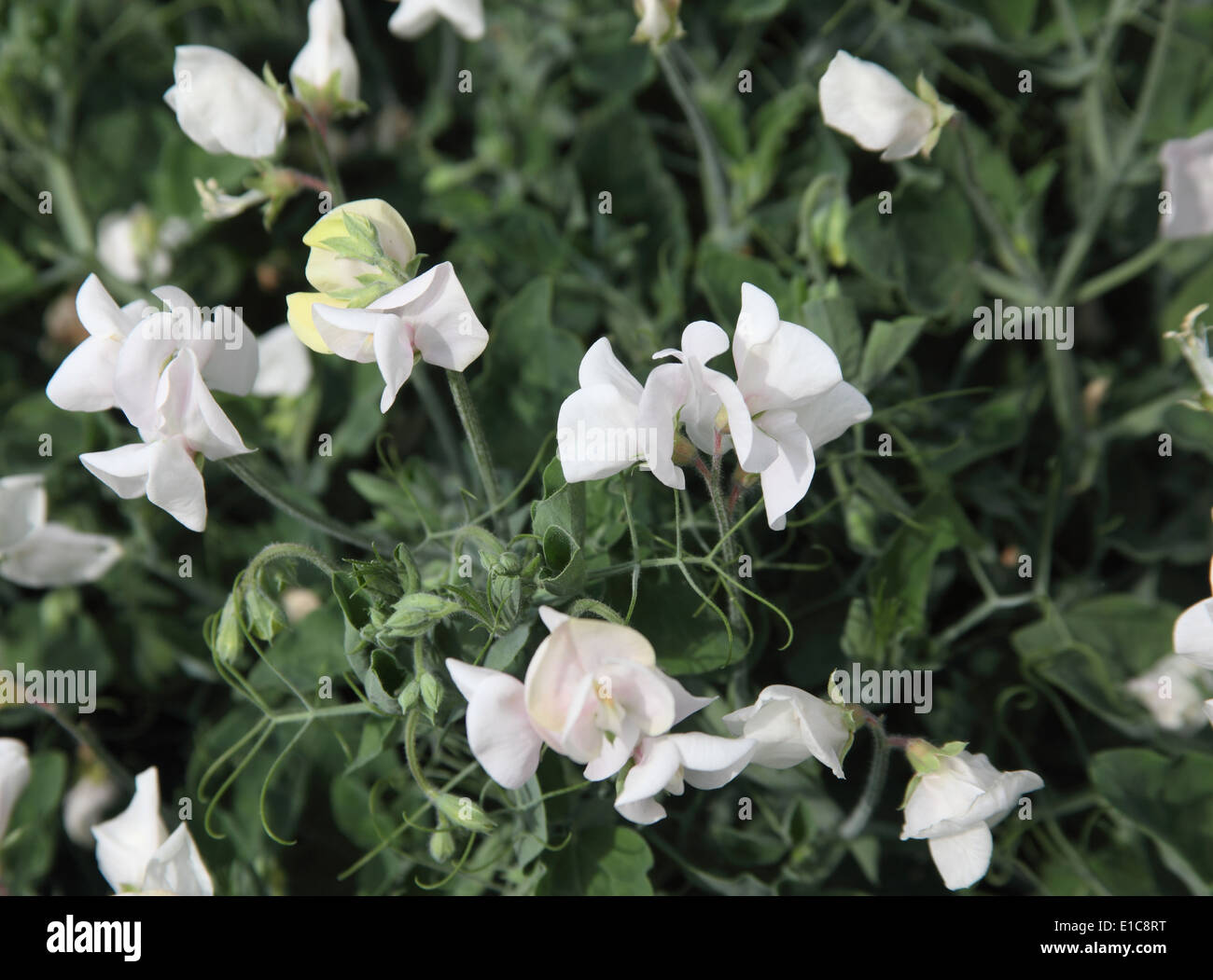 White sweet pea hi-res stock photography and images - Alamy