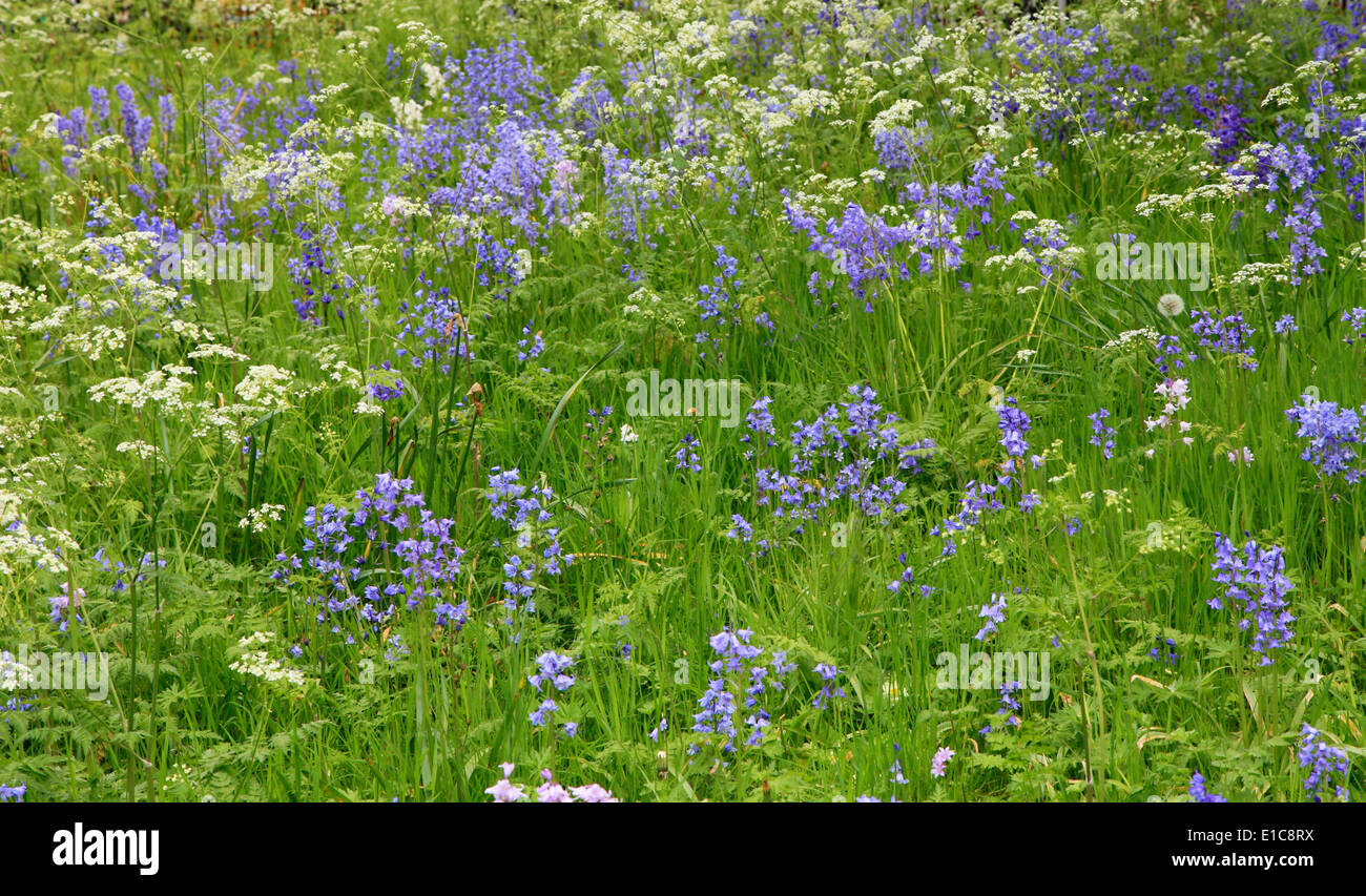 UK, Scotland, Edinburgh, George Square, park, flowers Stock Photo - Alamy