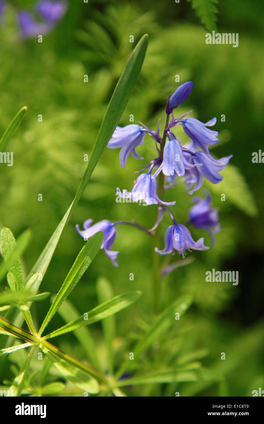 Edinburgh george square hi-res stock photography and images - Alamy