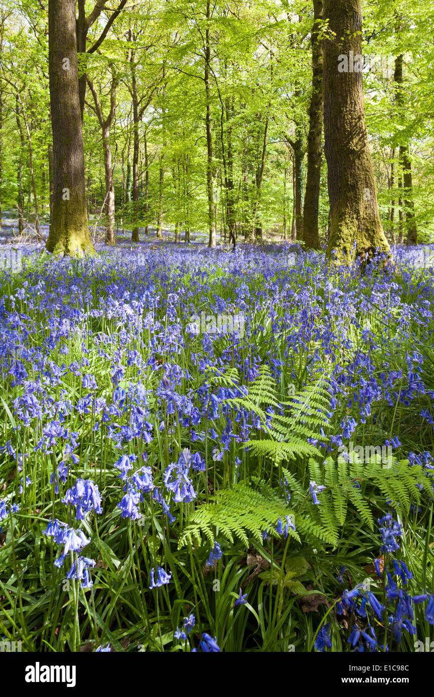 Bluebells in the Forest of Dean at Bradley Hill, Gloucestershire UK ...