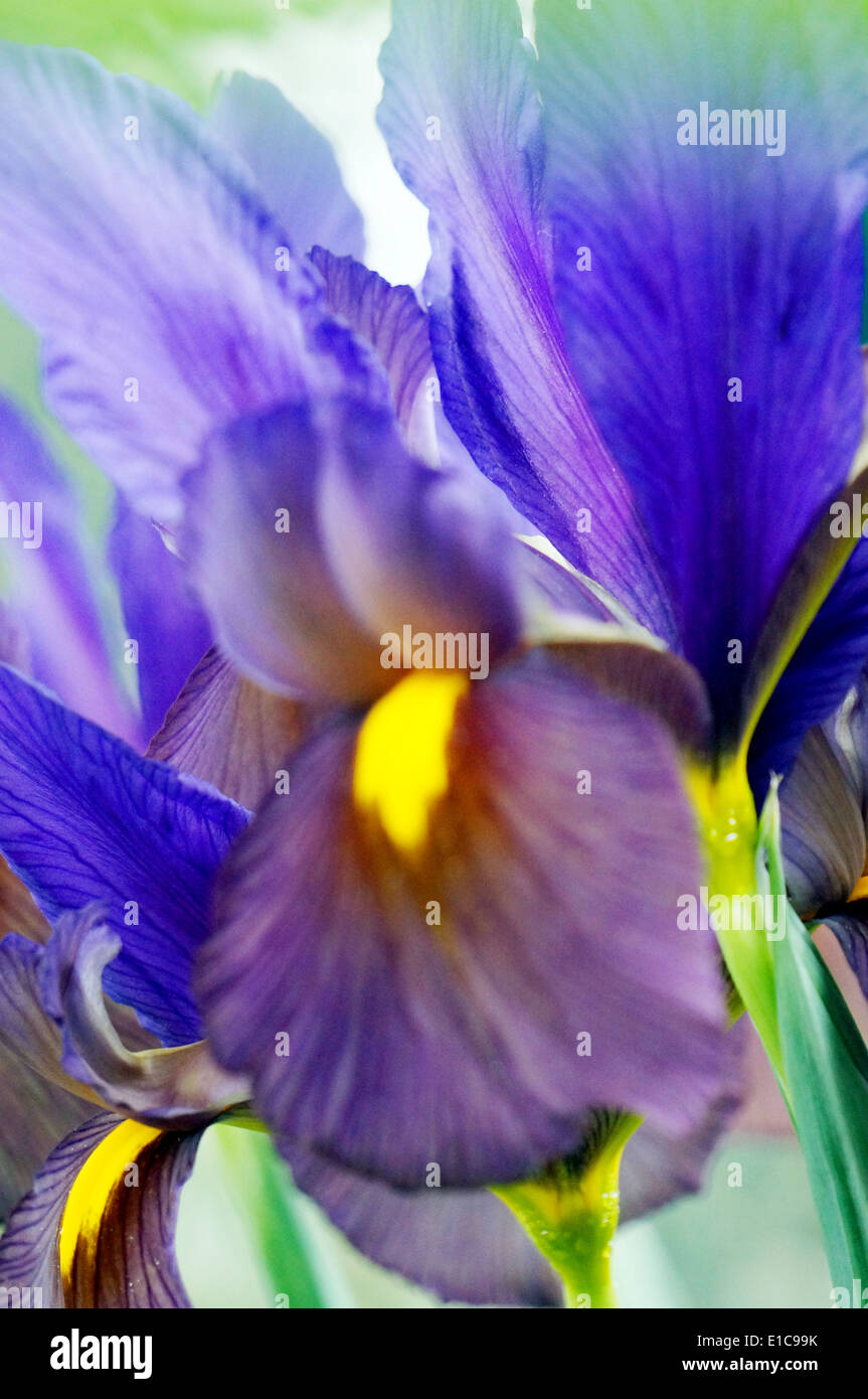 Blue iridaceae hi-res stock photography and images - Alamy