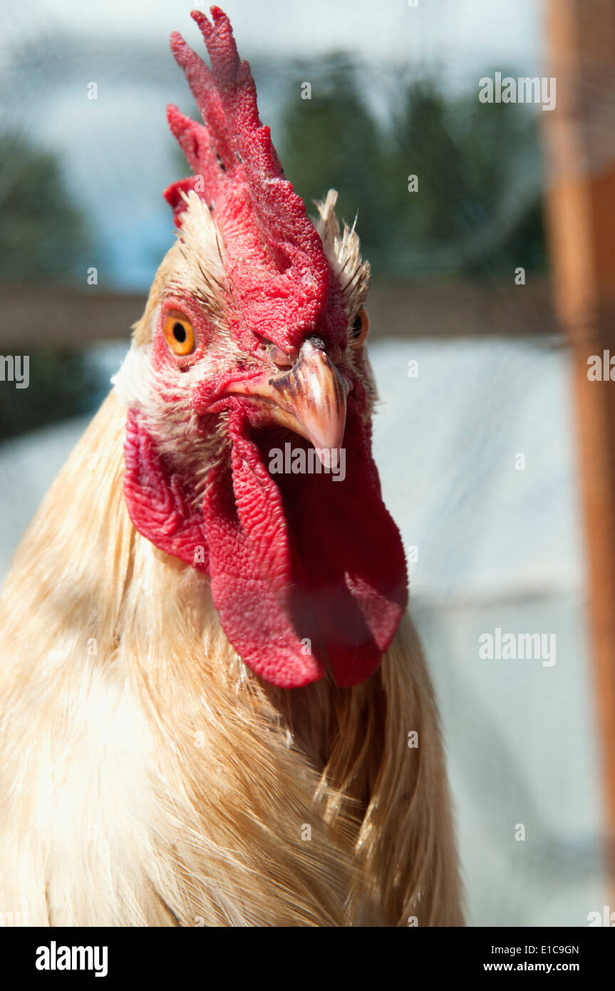 A close up of a chicken Stock Photo - Alamy