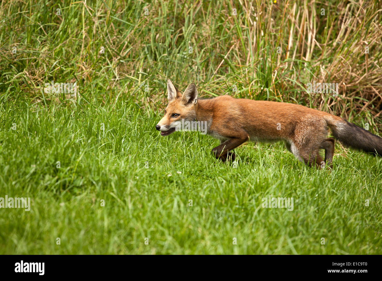 European red fox Stock Photo - Alamy