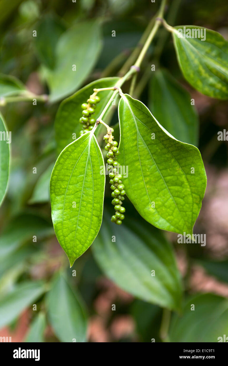 Pepper Farm on Phu Quoc Island in Vietnam Stock Photo - Alamy