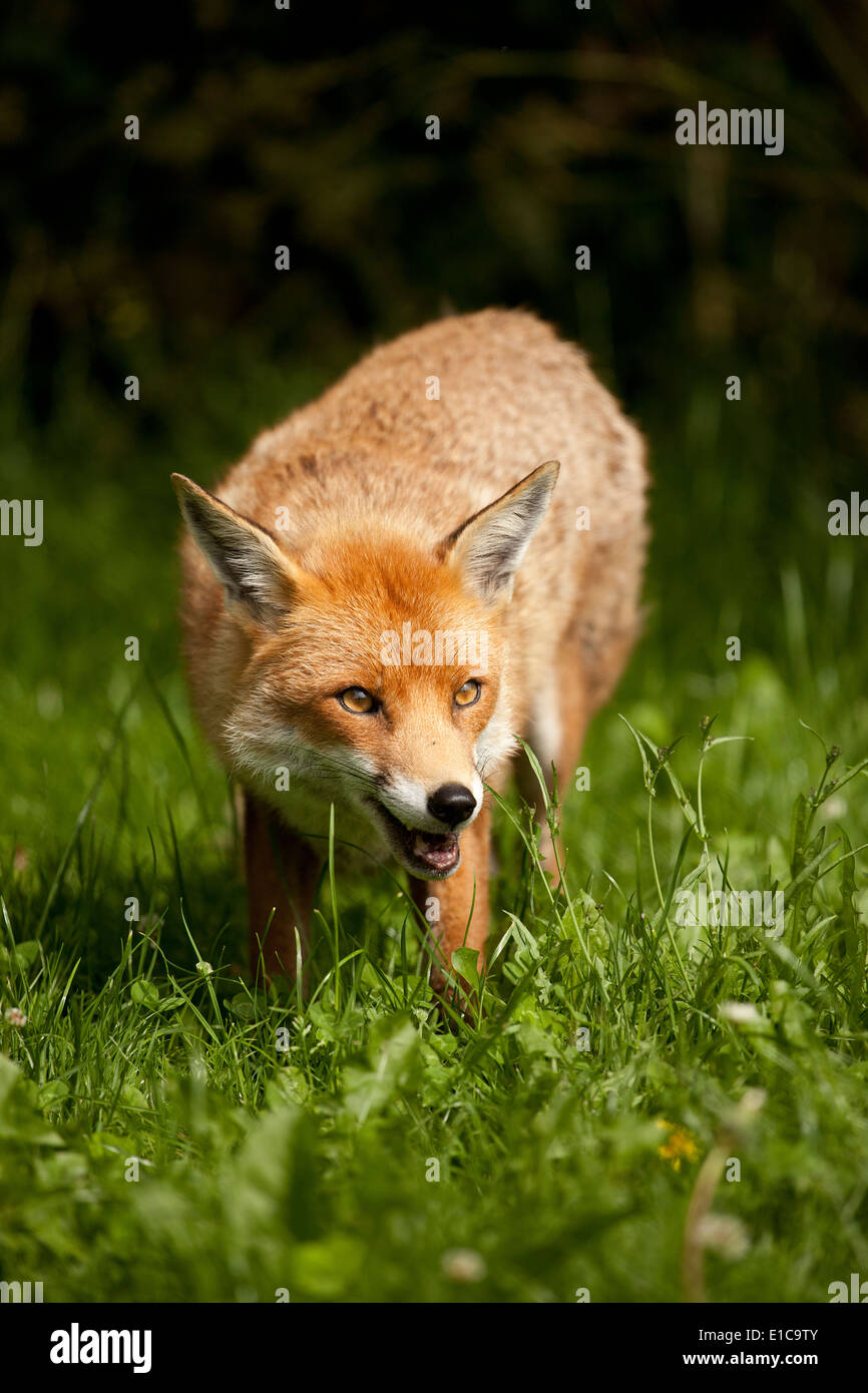 European red fox Stock Photo - Alamy