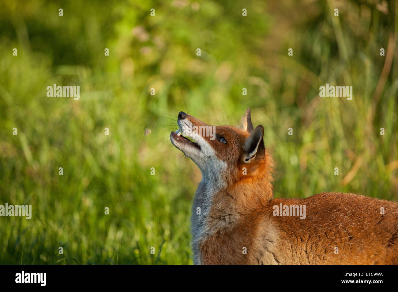 European red fox Stock Photo - Alamy