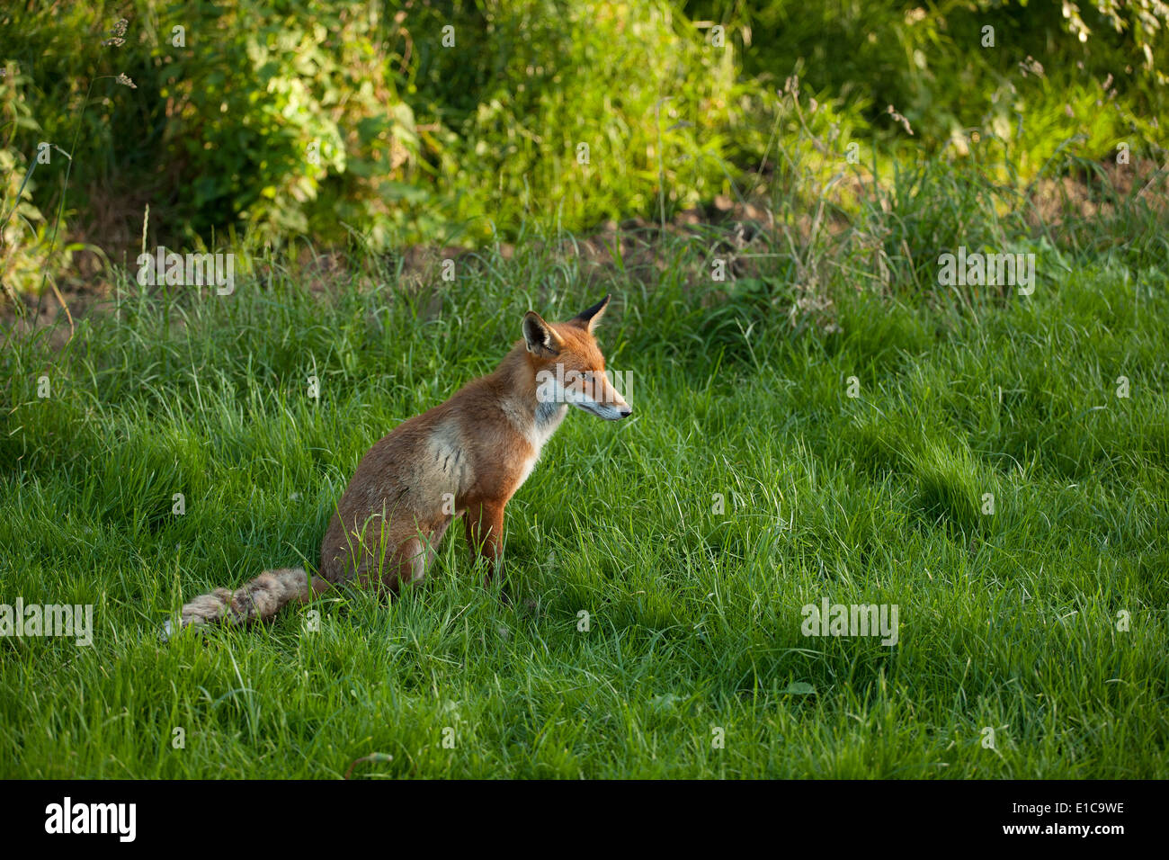 European red fox Stock Photo - Alamy