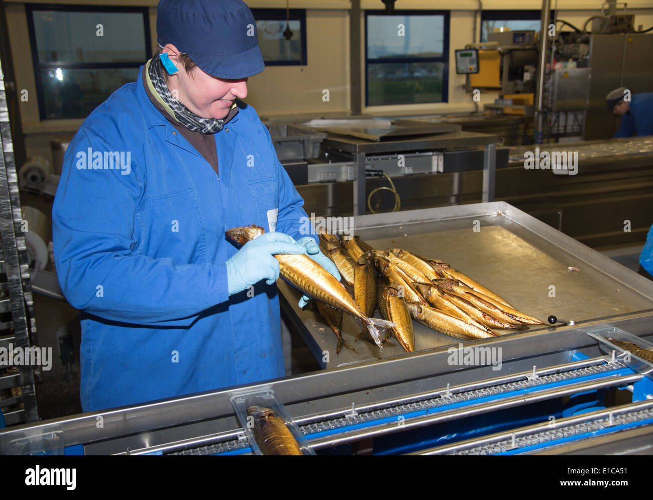 persons at a mackerel packing line in the seafish industry in urk, the netherlands Stock Photo ...