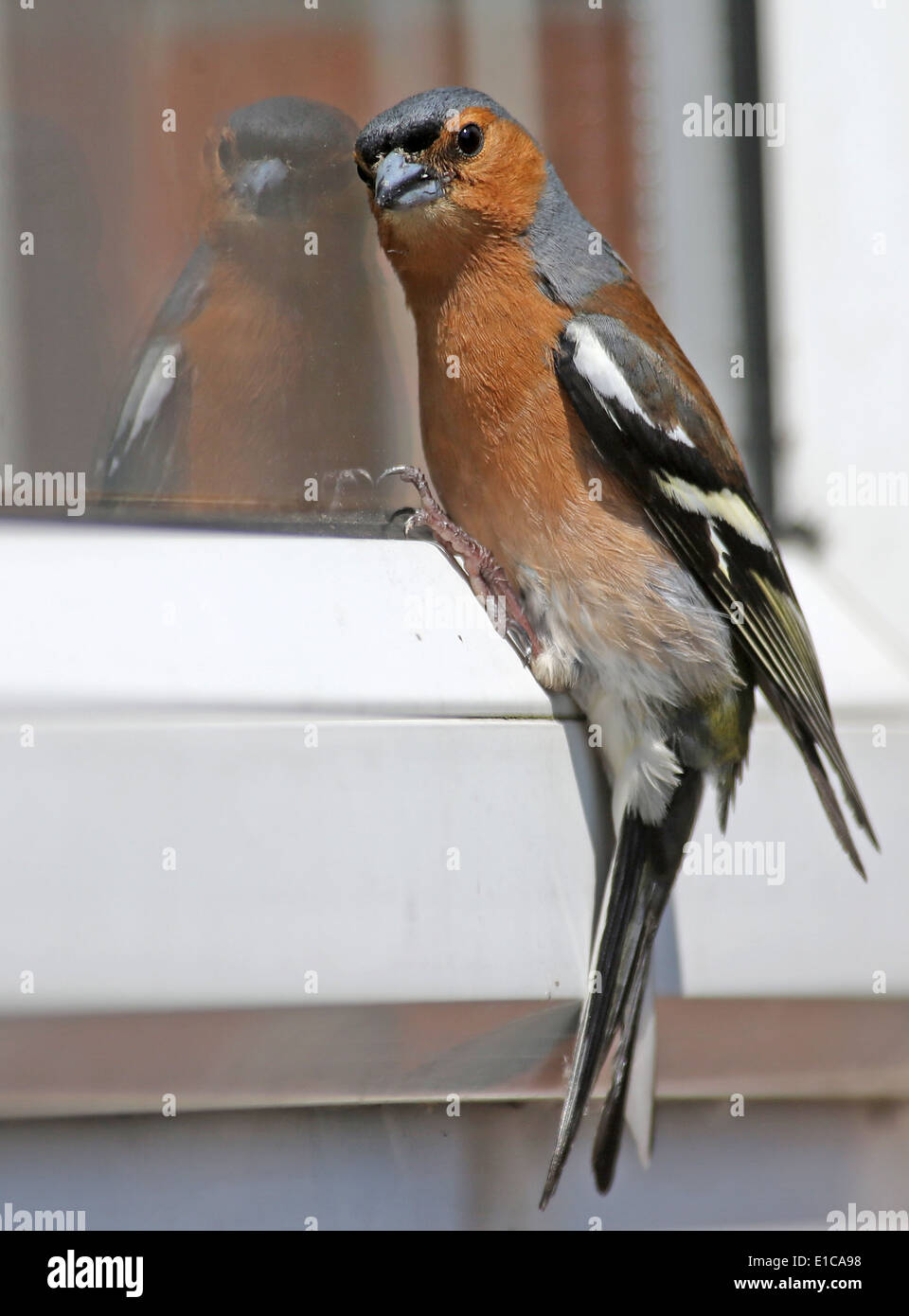 Male Chaffich (Fringilla coelebs), Young feather friend, bird, small ...