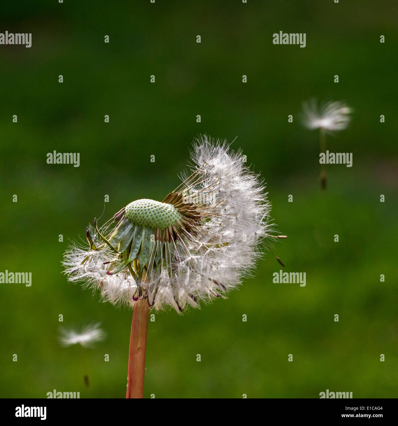 Common dandelion (Taraxacum officinale) close up of seed head showing ...