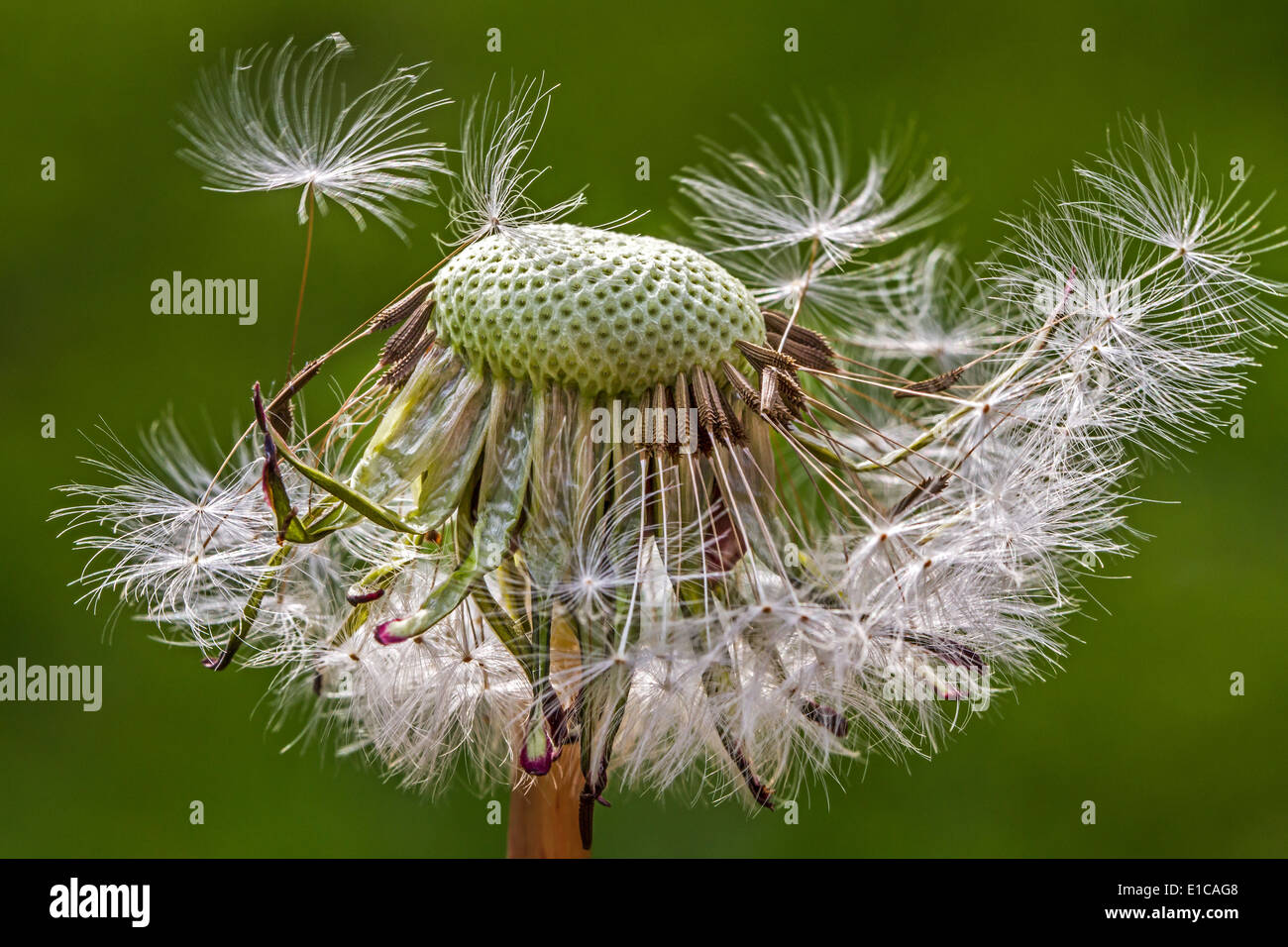 Common dandelion (Taraxacum officinale) close up of seed head showing ...