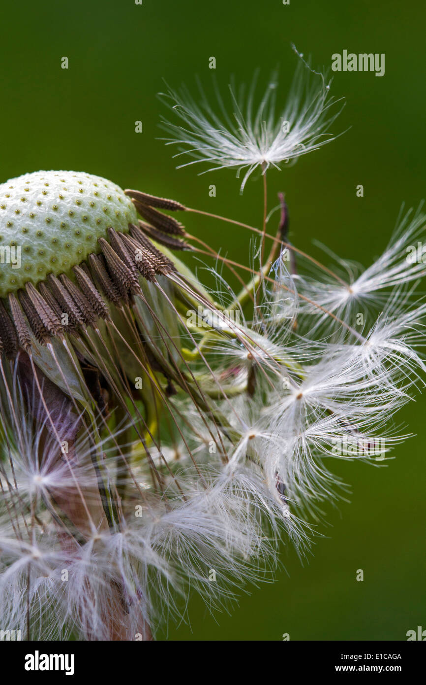 Common dandelion (Taraxacum officinale) close up of seed head showing ...