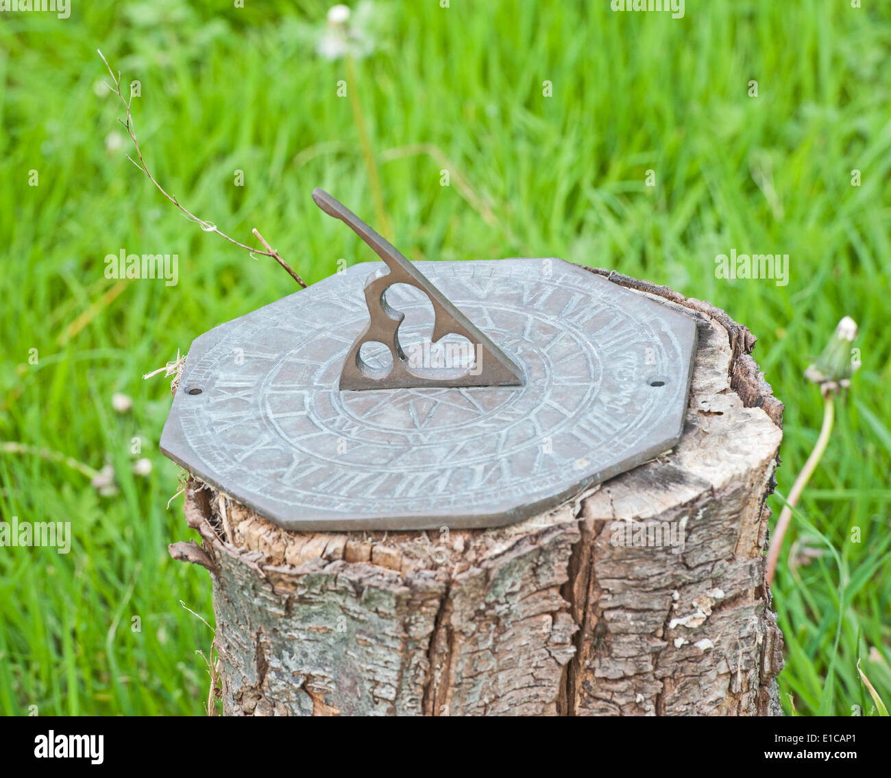 Tree stump and feature hi-res stock photography and images - Alamy