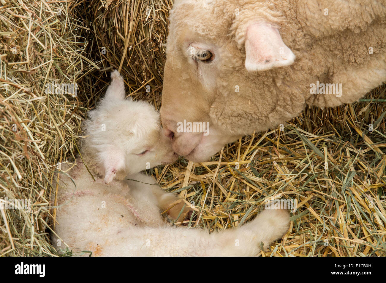Mother and baby sheep hi-res stock photography and images - Alamy