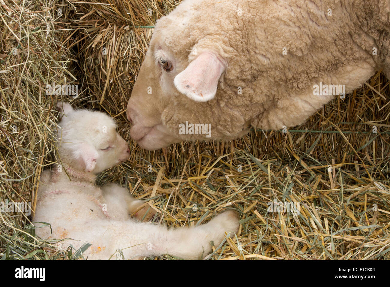 Baby Lamb Stock Photos & Baby Lamb Stock Images - Alamy