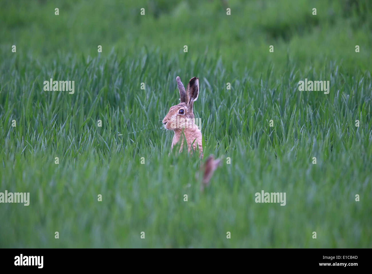 White hare called ghost hare hi-res stock photography and images - Alamy