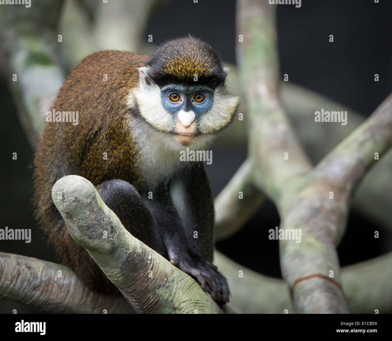 Frontal Portrait of Schmidt's Spot-Nosed Guenon Stock Photo - Alamy
