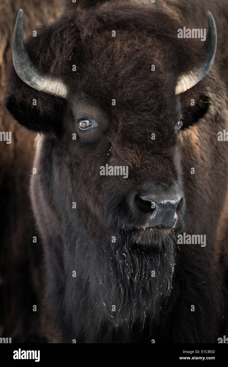 3/4 frontal portrait of American Bison Stock Photo - Alamy
