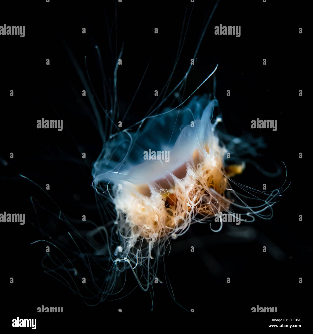 Closeup jellyfish hi-res stock photography and images - Alamy