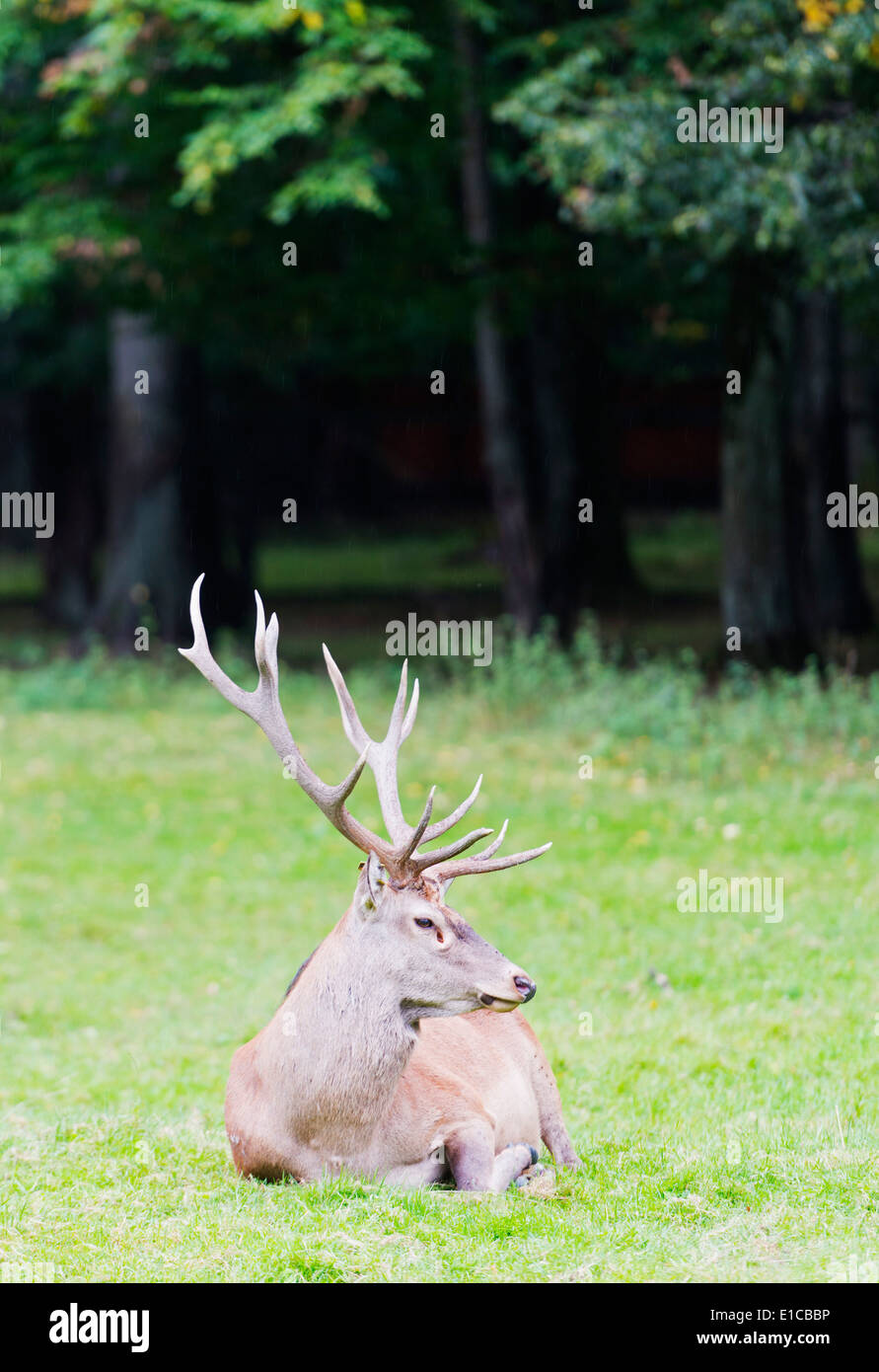 Europe, Poland, Bialowieza National Park, European Bison show reserve ...