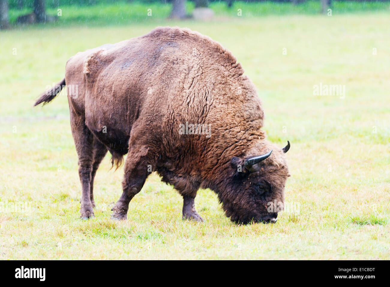 Europe, Poland, Bialowieza National Park, European Bison show reserve ...