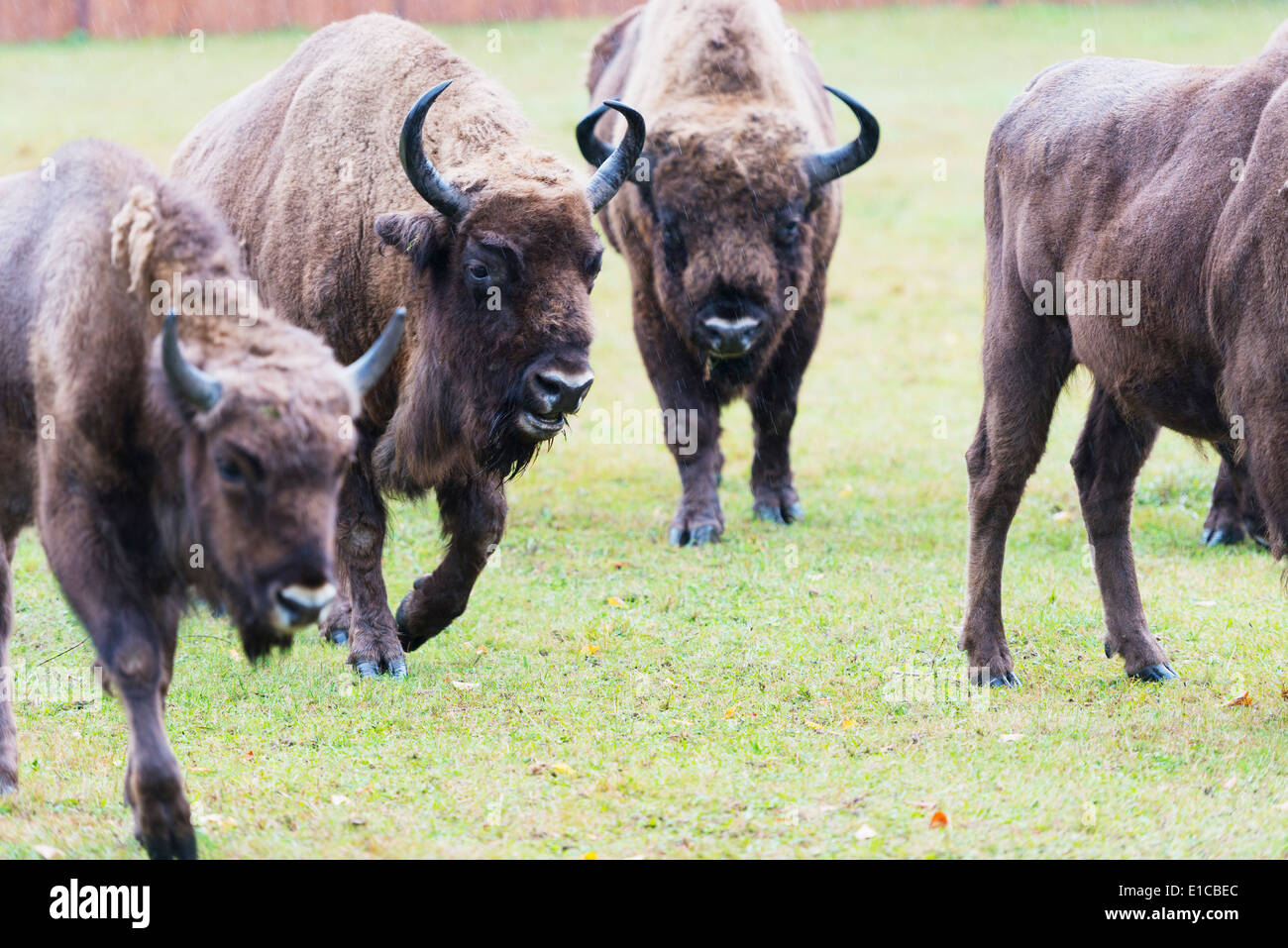 Europe, Poland, Bialowieza National Park, European Bison show reserve ...