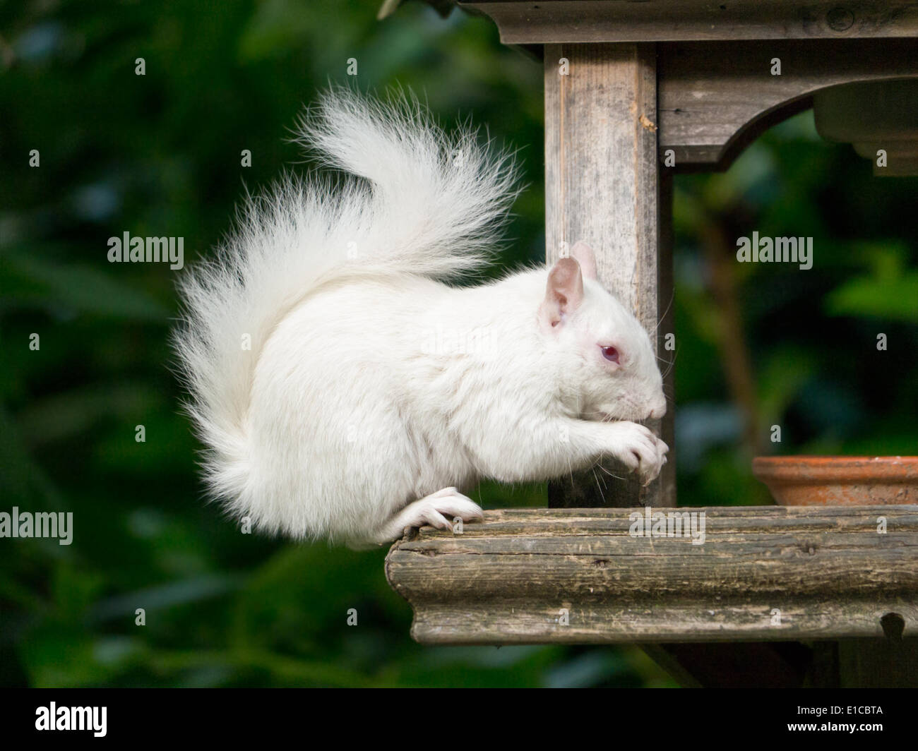 Whitstable, Kent, UK. 30th May 2014. An albino squirrel enjoys food ...