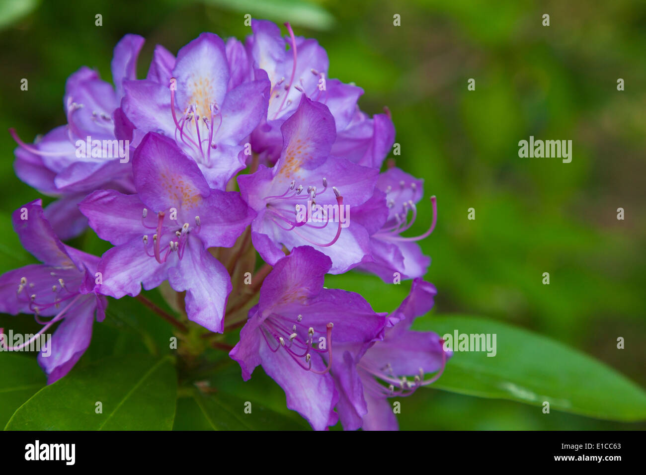 Rhododendron ponticum invasive hi-res stock photography and images - Alamy