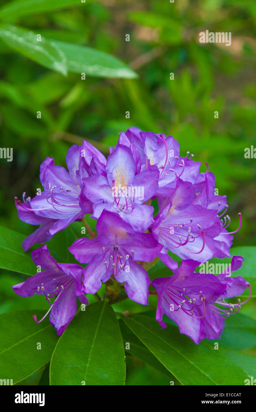 Rhododendron ponticum invasive hi-res stock photography and images - Alamy