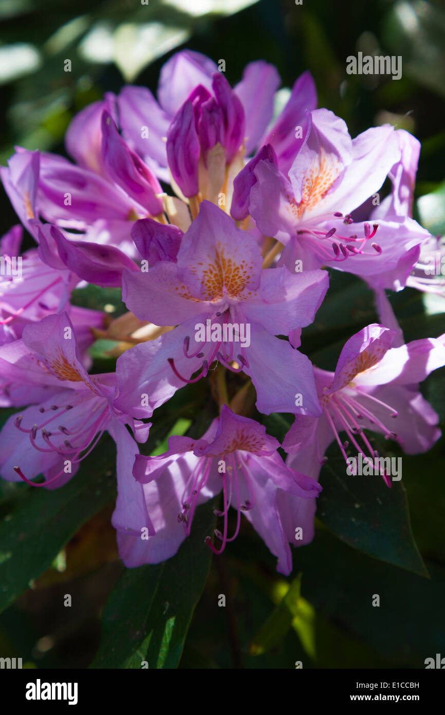 Rhododendron ponticum invasive hi-res stock photography and images - Alamy