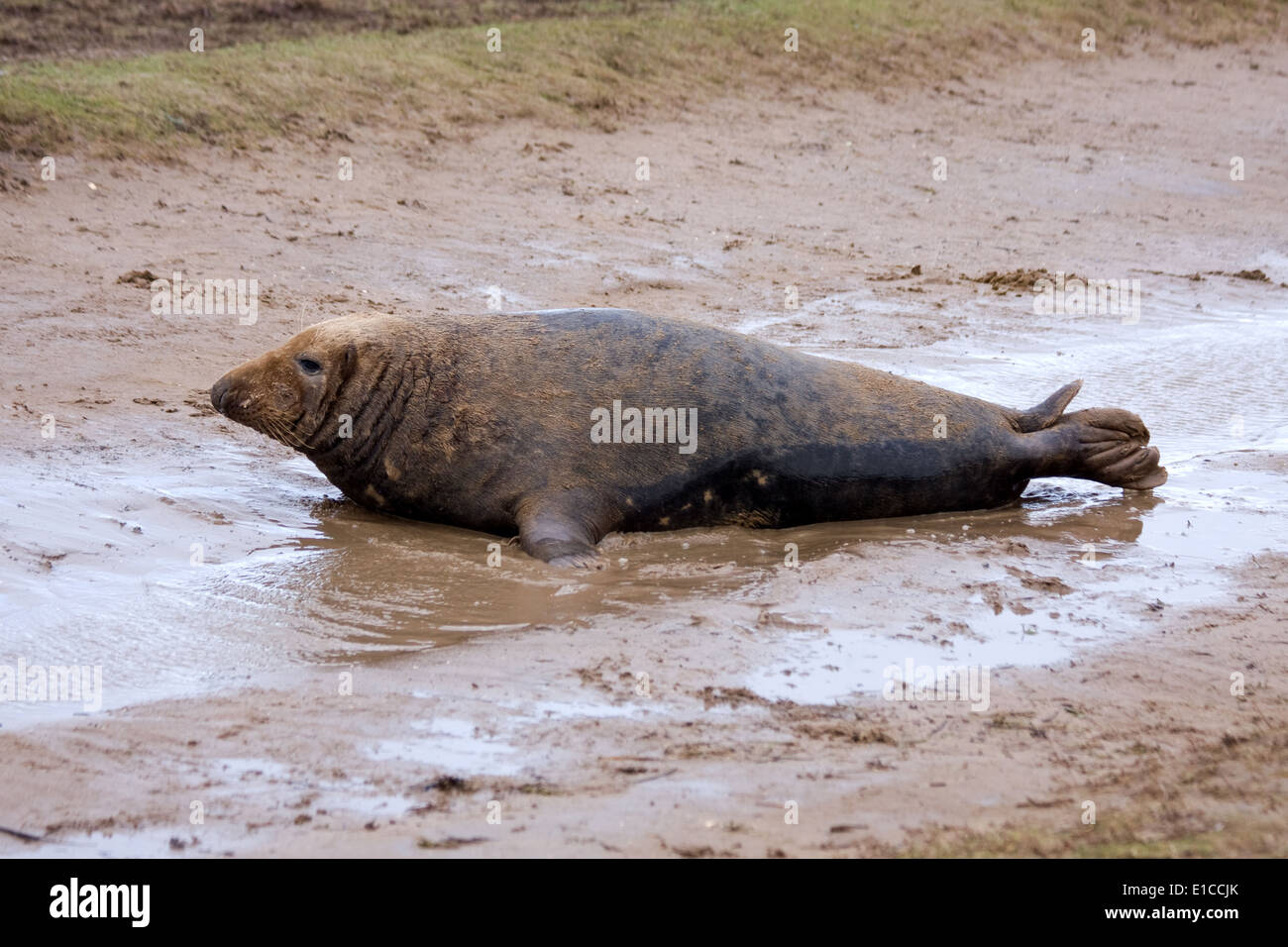 Seal resting hi-res stock photography and images - Alamy