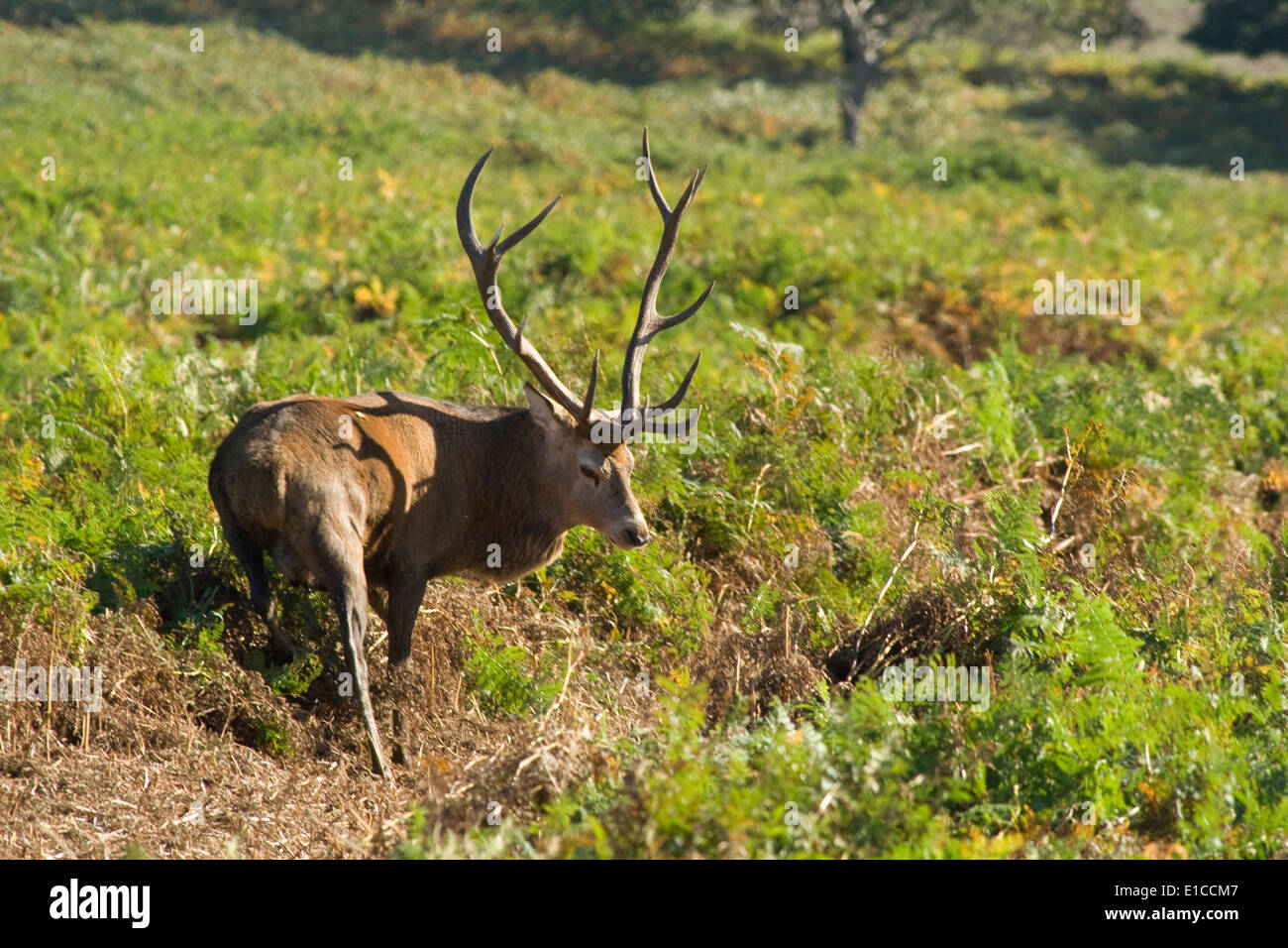 Red deer stag in rut spreading its rutting scent Stock Photo - Alamy