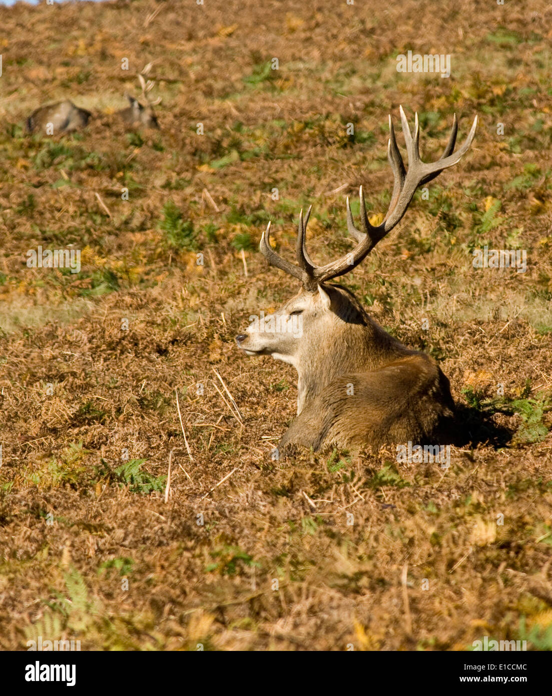 6 Point Deer High Resolution Stock Photography and Images - Alamy