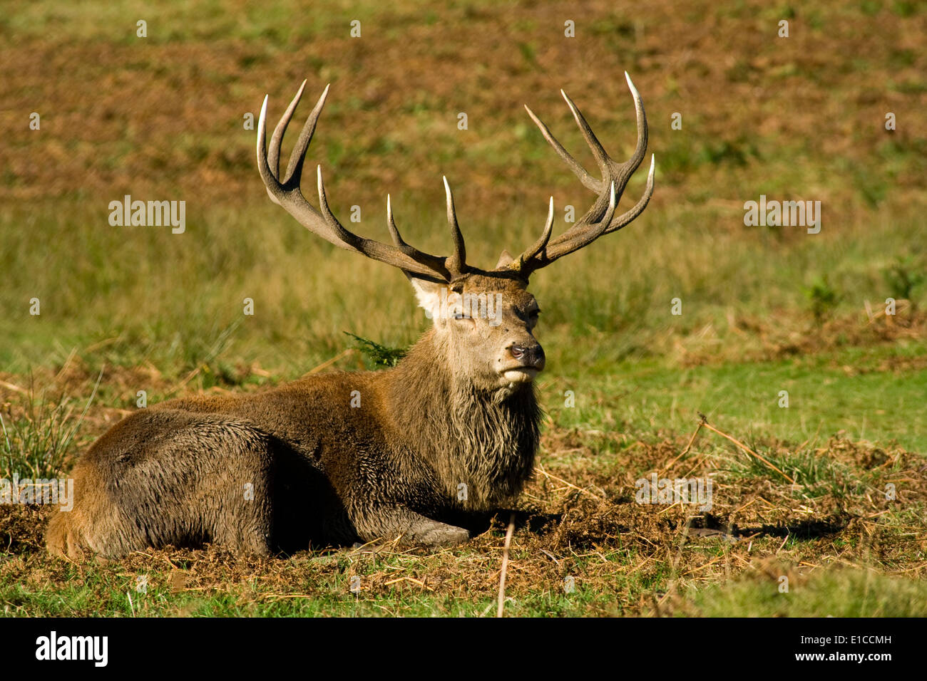 6 point hi-res stock photography and images - Alamy