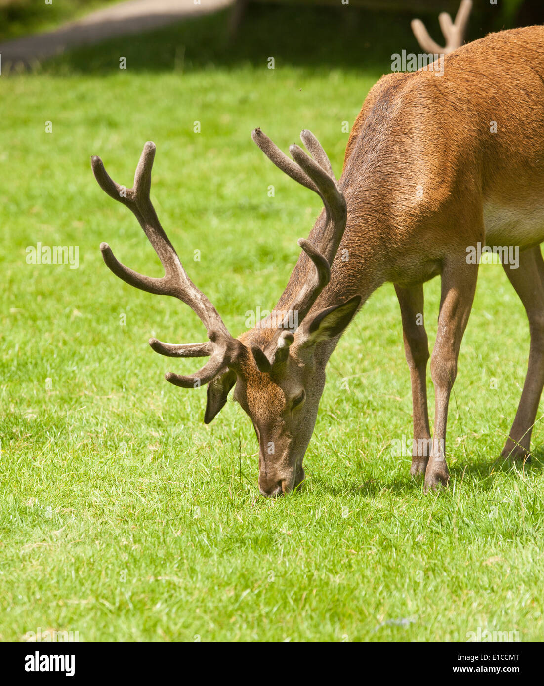 Antler velvet hi-res stock photography and images - Alamy