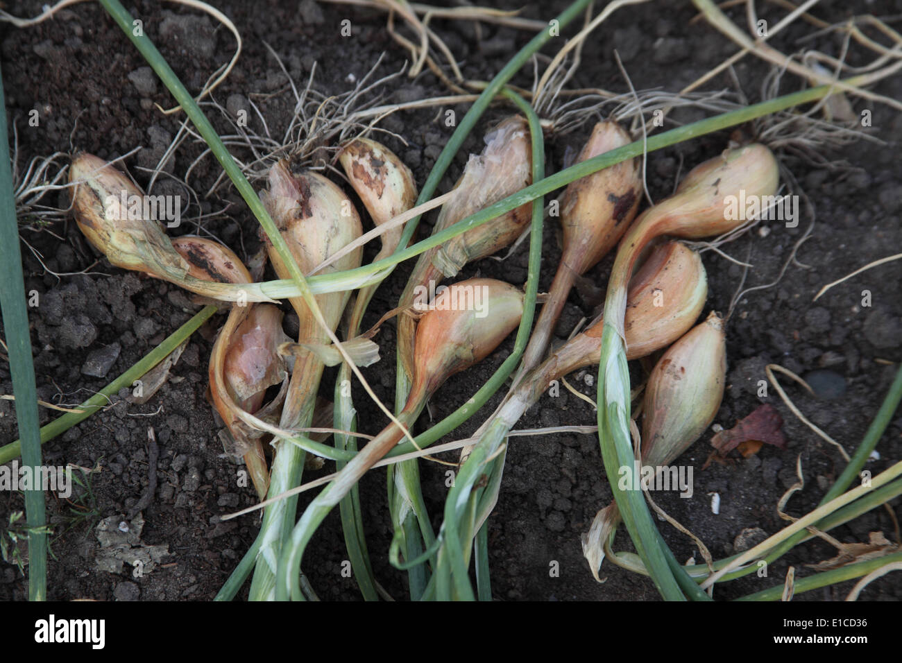 Allium cepa hi-res stock photography and images - Alamy