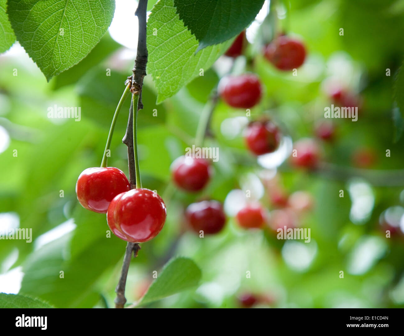 Ripe cherry red berry tree hi-res stock photography and images - Alamy