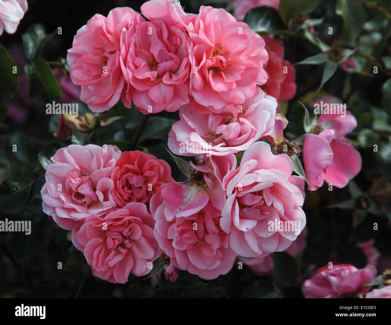 Poulmax hi-res stock photography and images - Alamy