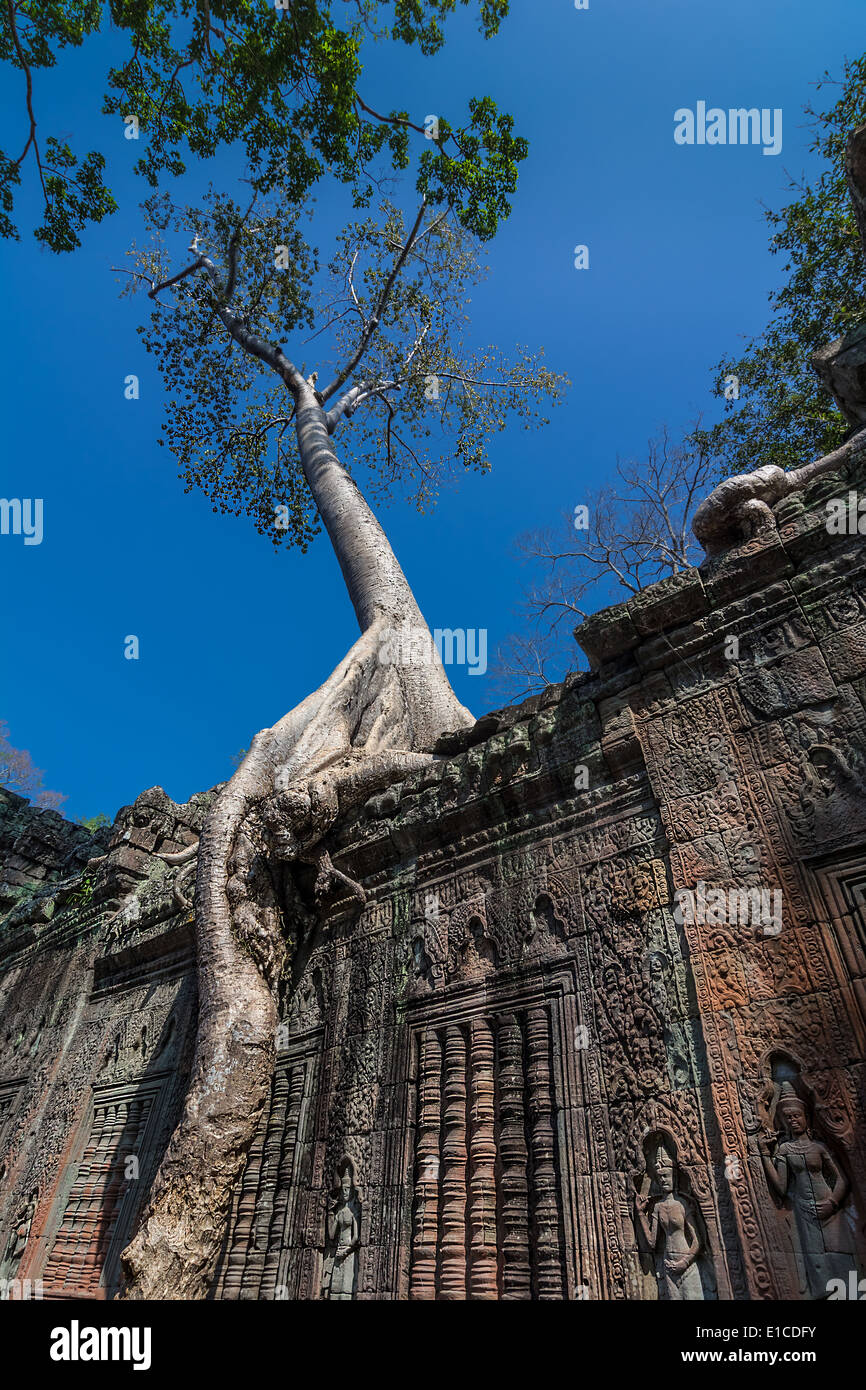 Tree grown over Ta Prohm temple, Cambodia Stock Photo - Alamy