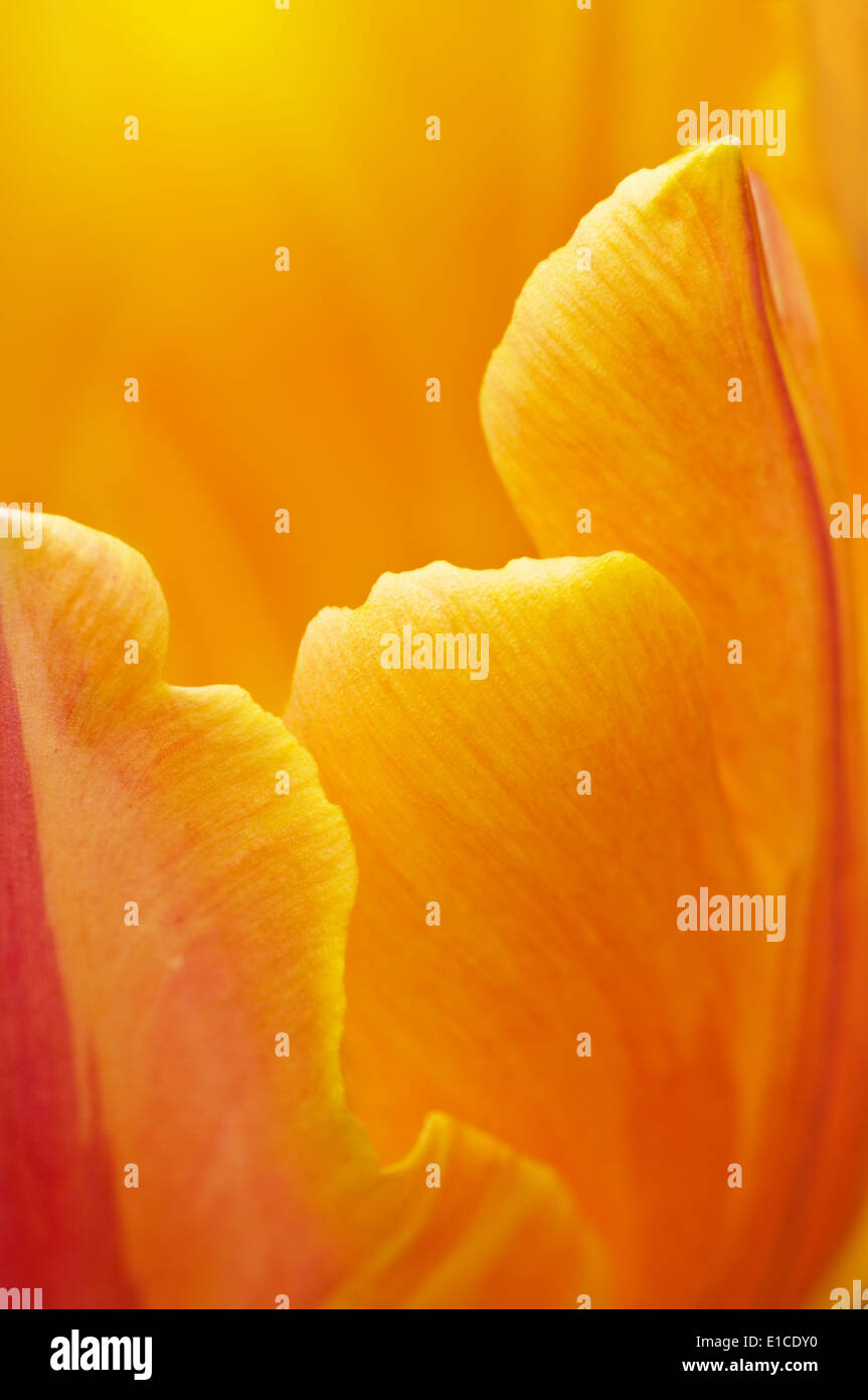 Golden petals of Princess Irene tulip reaching up towards the light ...