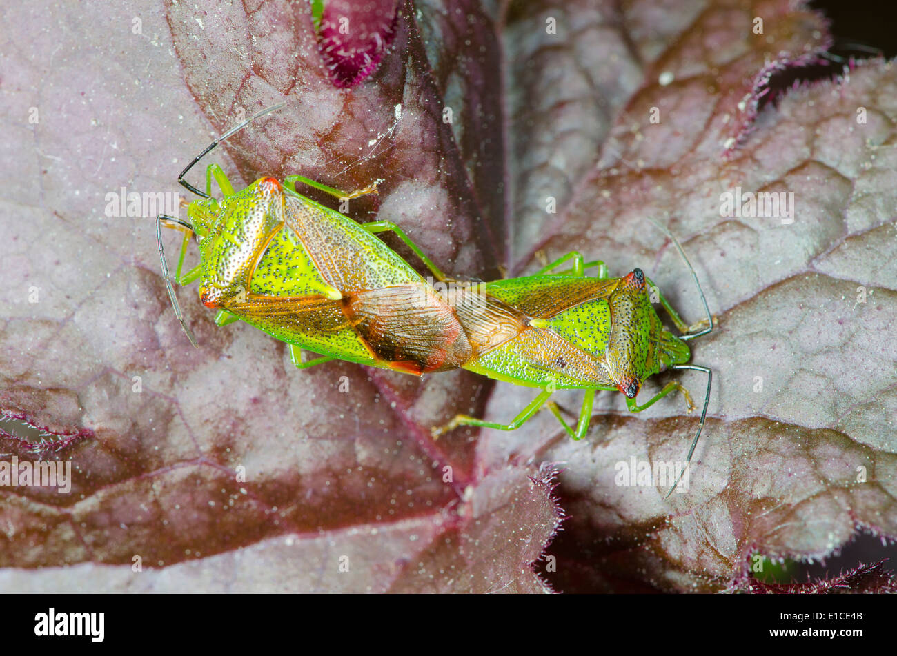 Shieldbug hi-res stock photography and images - Alamy