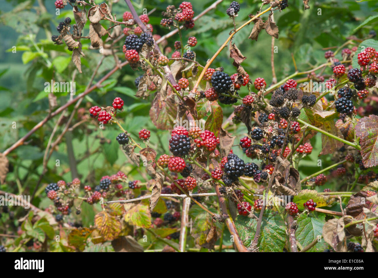 Stages of ripening hi-res stock photography and images - Alamy