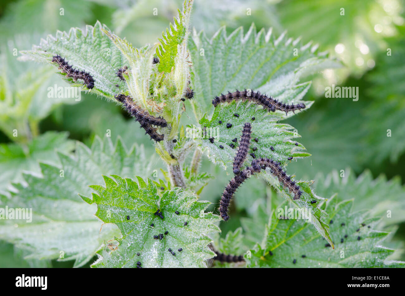 Butterfly on nettle leaves hi-res stock photography and images - Alamy