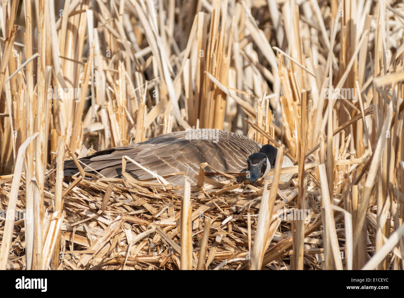 Inconspicous hi-res stock photography and images - Alamy